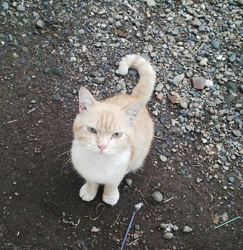 Animal stock photo. Image of kucing, depan, rumah, animal - 88999042