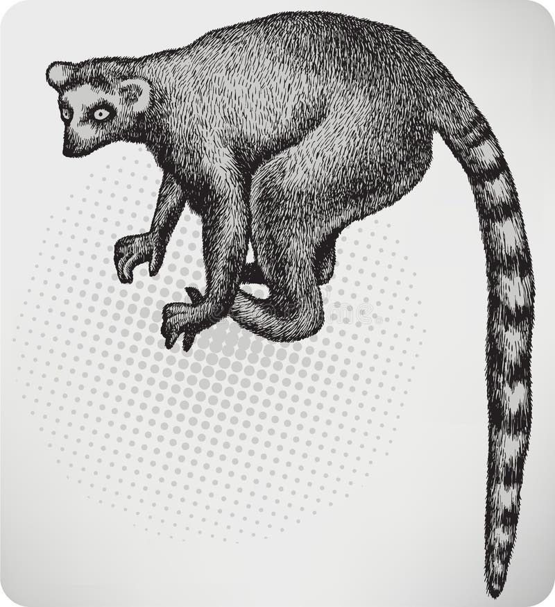 Animal Lemur, Hand-drawing. Vector Illustration. Stock Vector ...