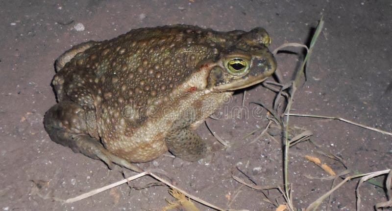 Frogs in the garden stock image. Image of fauna, ecology - 126058575