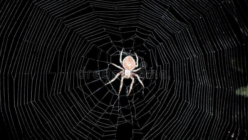 The night spider stock image. Image of arthropod, backgrounds - 126198711