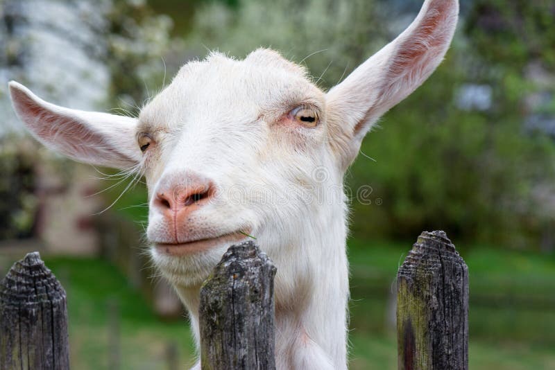 Animal life stock image. Image of cute, nature, farm - 94219619