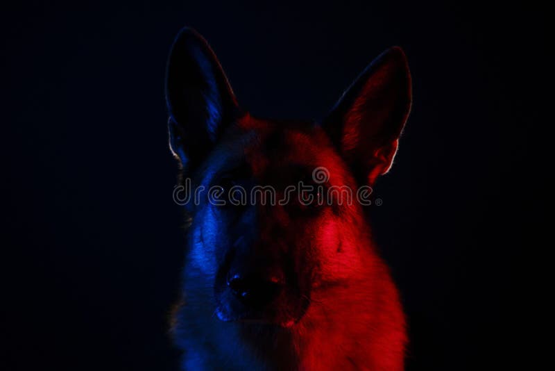 Animal Life Pets Love Concept. German Shepherd on Black Background with ...
