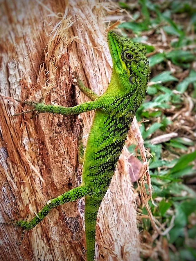 Animal Like Dragon Predator Stock Image - Image of tree, frog: 221651137