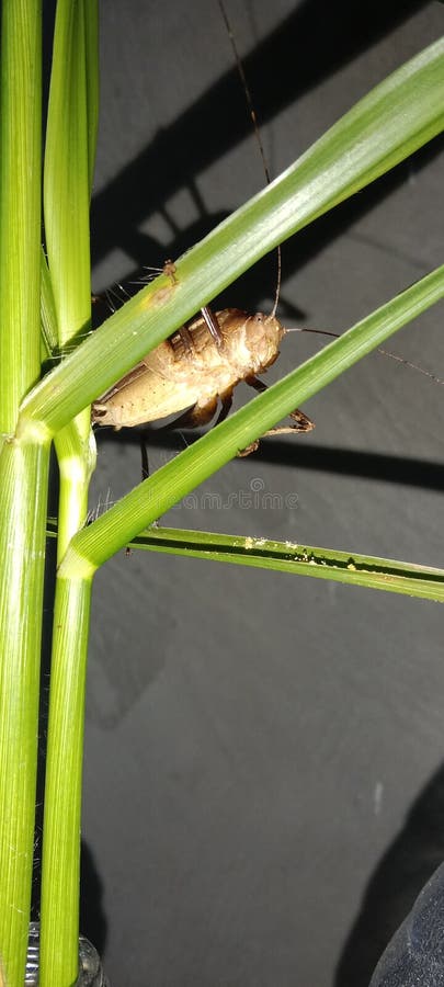 Animal Locust Leaf Insect Pest Stock Image - Image of animal, pest ...