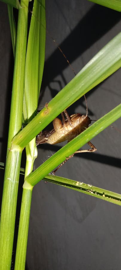 Animal Locust Leaf Insect Pest Stock Image - Image of green, insect ...