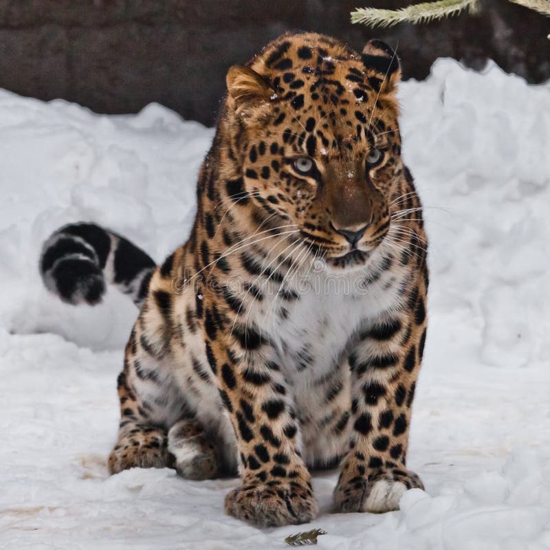 Angry Leopard Snow Photos - Free & Royalty-Free Stock Photos from ...