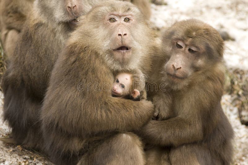 Animal love stock image. Image of curiosity, monkey, maternal - 4332449