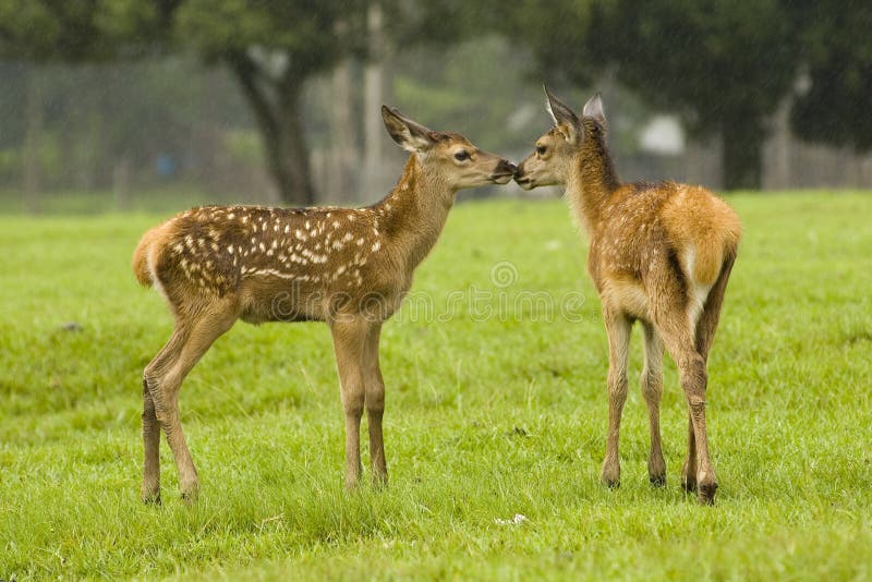 Animal love stock image. Image of love, season, face, forest - 5973295