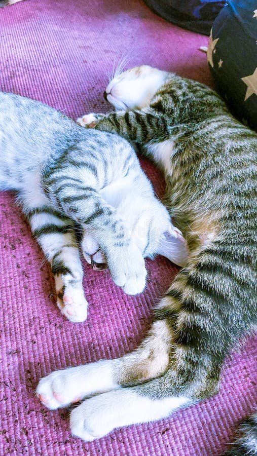 Animal love, Cats stock photo. Image of carnivore, whiskers - 258814322