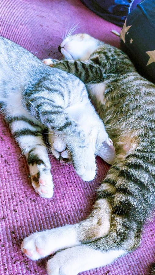 Animal love, Cats stock image. Image of carnivore, kitten - 258814329