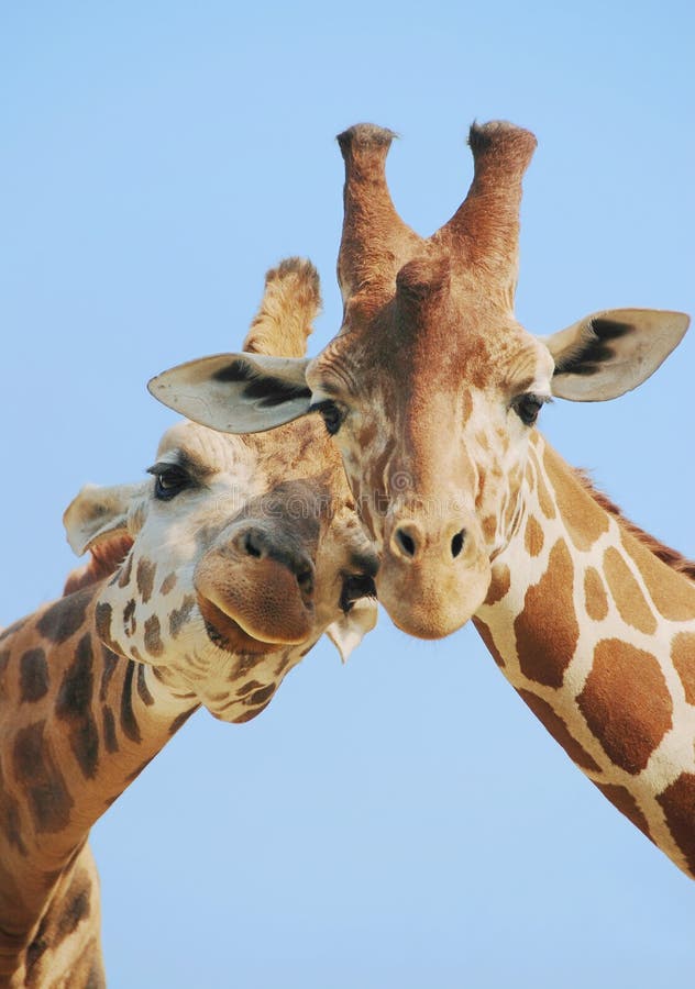Animal love giraffes stock image. Image of pair, neck - 6912821