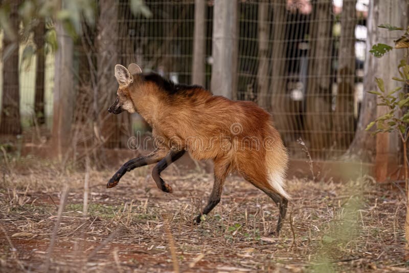 Animal Maned Wolf stock photo. Image of mammal, predator - 287076900