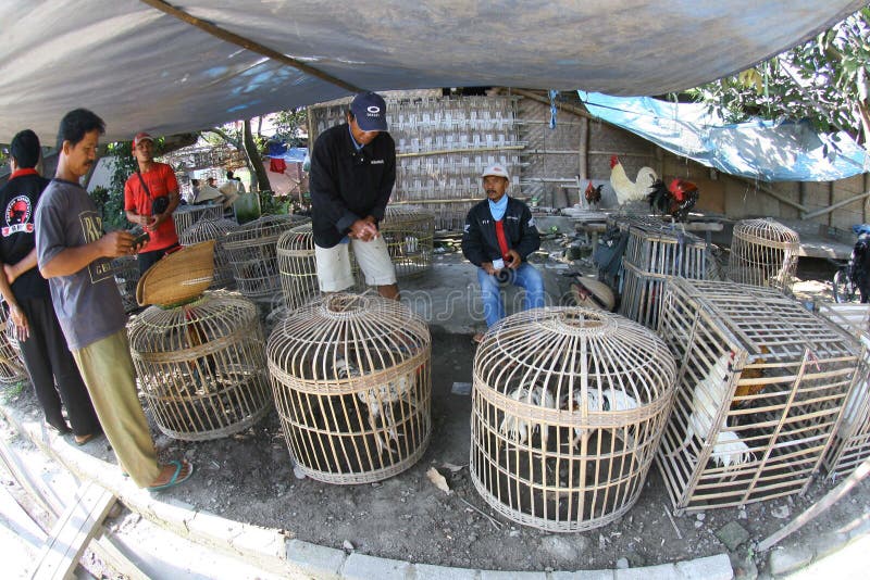 At the Animal Market in Alduba. Editorial Stock Image - Image of alduba ...
