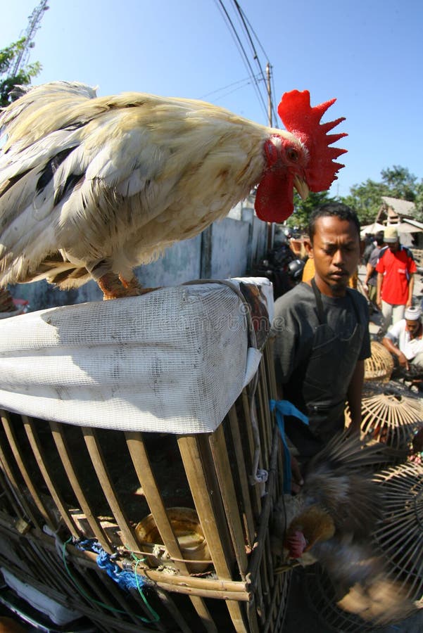 Animal market editorial photo. Image of central, animal - 38044676