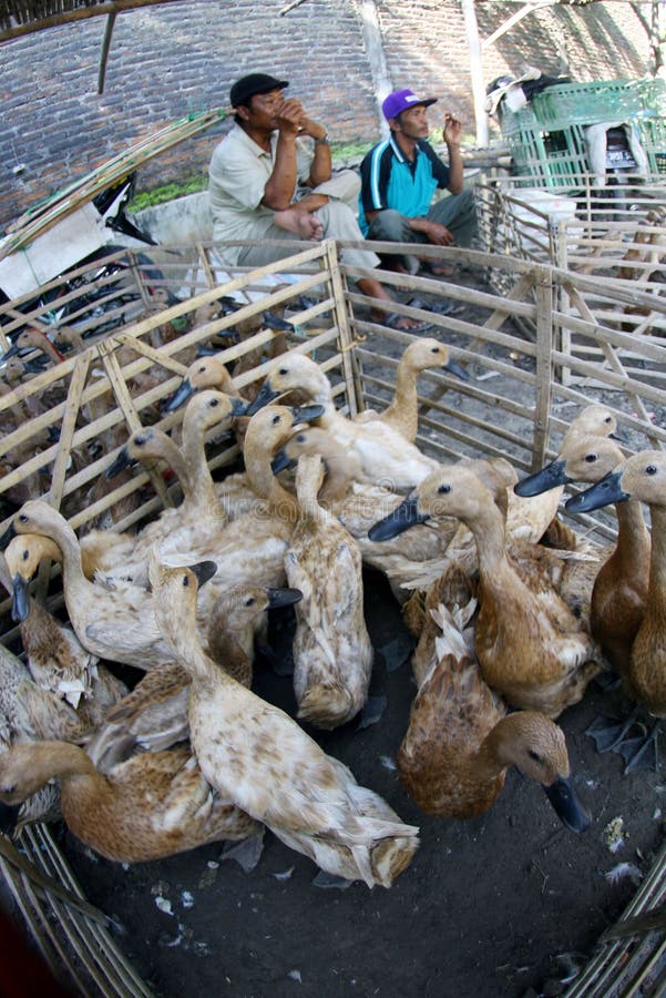 Animal market editorial photo. Image of merchant, bird - 38045006