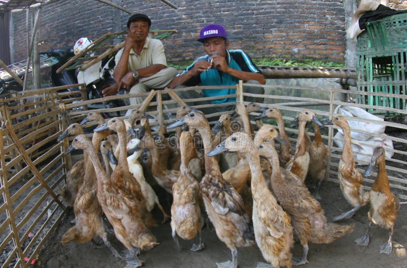Animal market editorial photo. Image of market, selling - 38046166