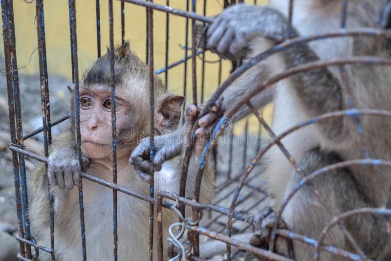 Animal market, Monkeys stock photo. Image of market, cage - 60326816
