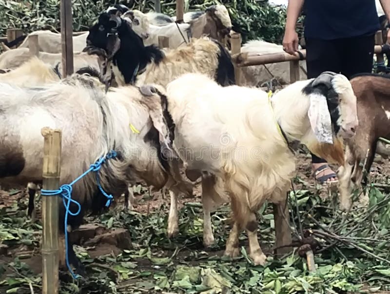 Animal Market on the Street in Java Island Stock Image - Image of java ...