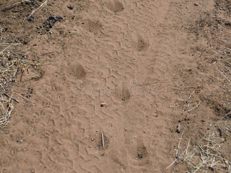 Animal Marks stock photo. Image of marks, safari, tree - 78870078