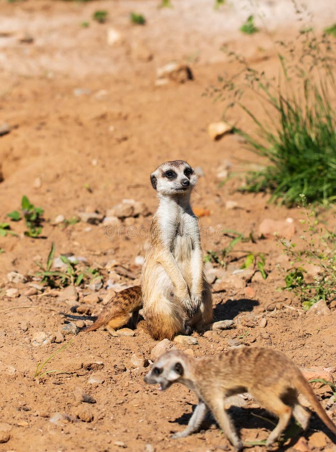 Animal Meerkat on a Walk in Nature Stock Image - Image of scent, animal ...