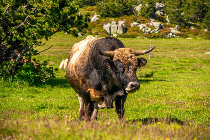 Bull at Font Romeu in the Pyrenees Stock Image - Image of power ...