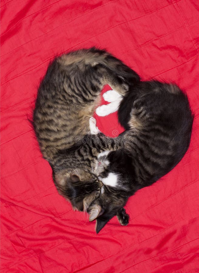 Chats, Couple Mignon, Cœur, Amour, Animal Image stock - Image du jour ...