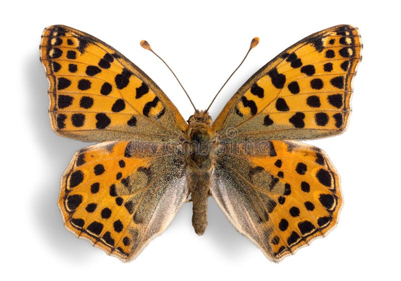 Animal Mignon De Papillon D'isolement Sur Le Blanc Photo stock - Image ...