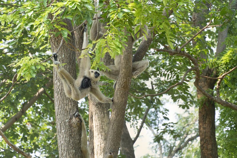 Monkey Playing on the Tree. Stock Photo - Image of fresh, beauty: 148542964
