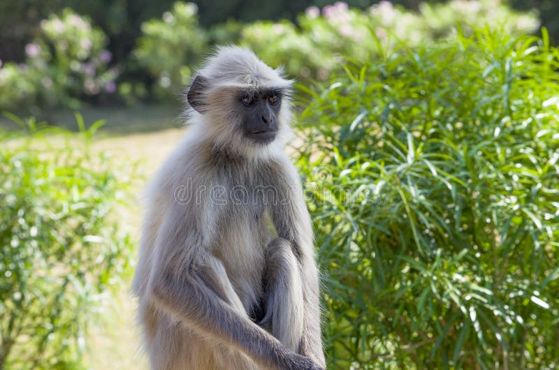 Animal Monkey In India South Flat Langur Stock Image - Image of gray ...