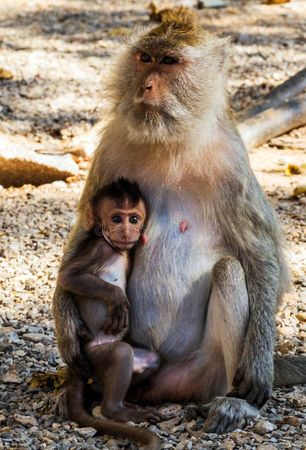 Animal Monkey stock photo. Image of macaca, nature, jungle - 60326210