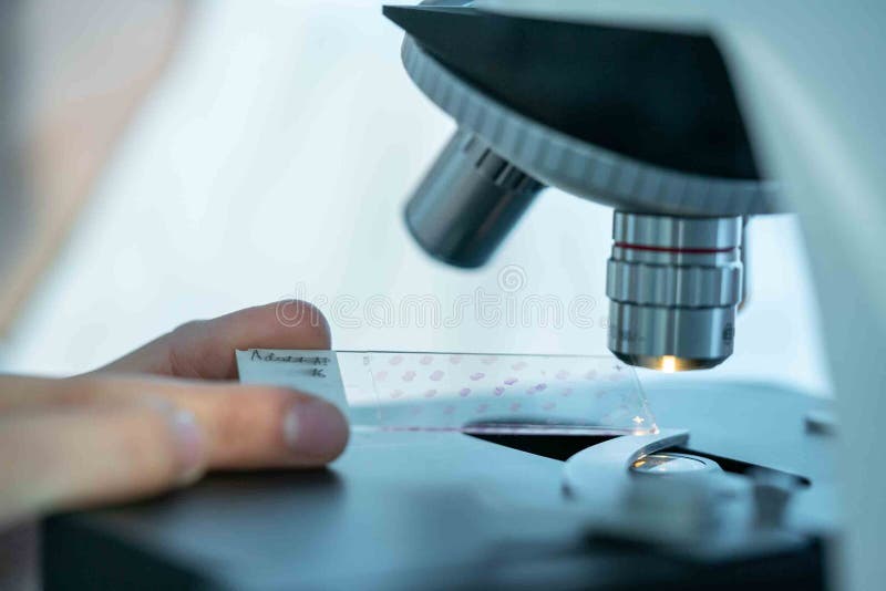 Animal Morphology Research: Microscopes are Used To Study the Internal ...