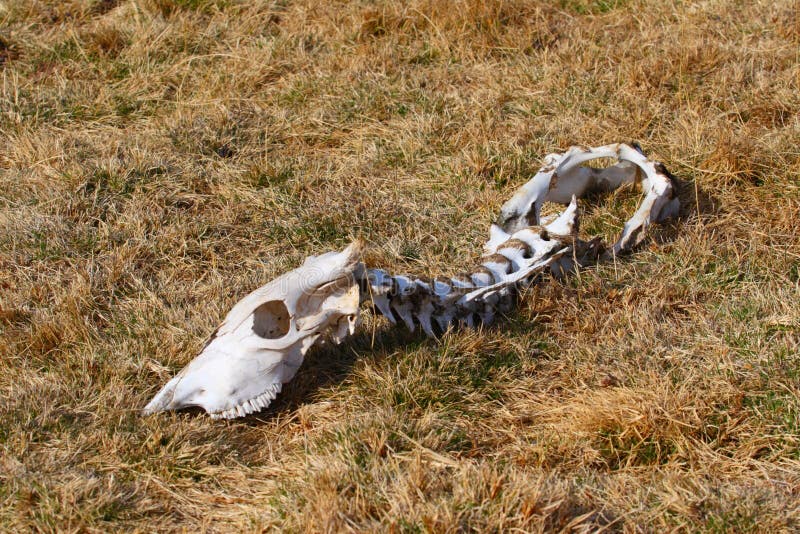 Animal Muerto Imagen de archivo - Imagen: 7086471