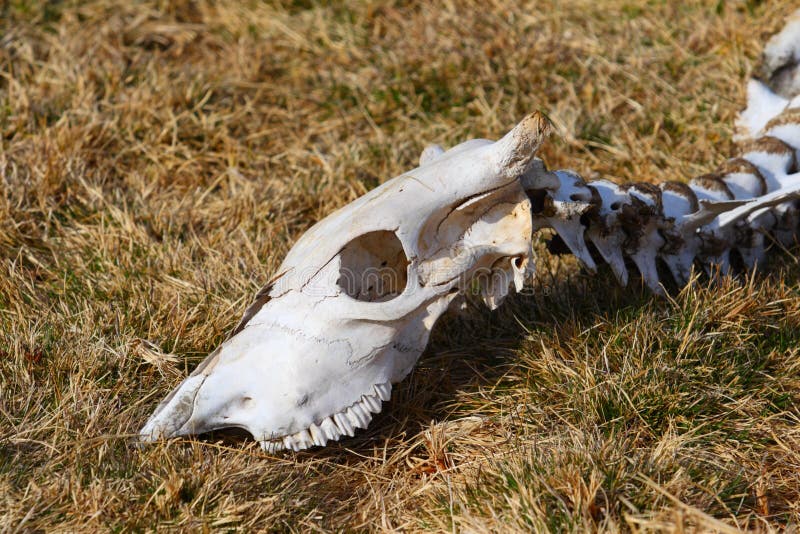 Animal muerto foto de archivo. Imagen de muerte, decaimiento - 7086598