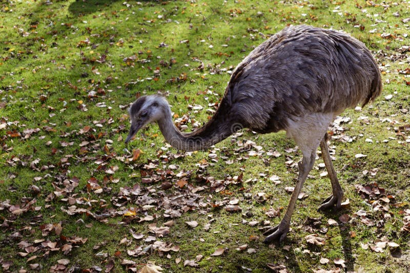 Animal Nandu Caminando En Un Campo Foto de archivo - Imagen de hierba ...