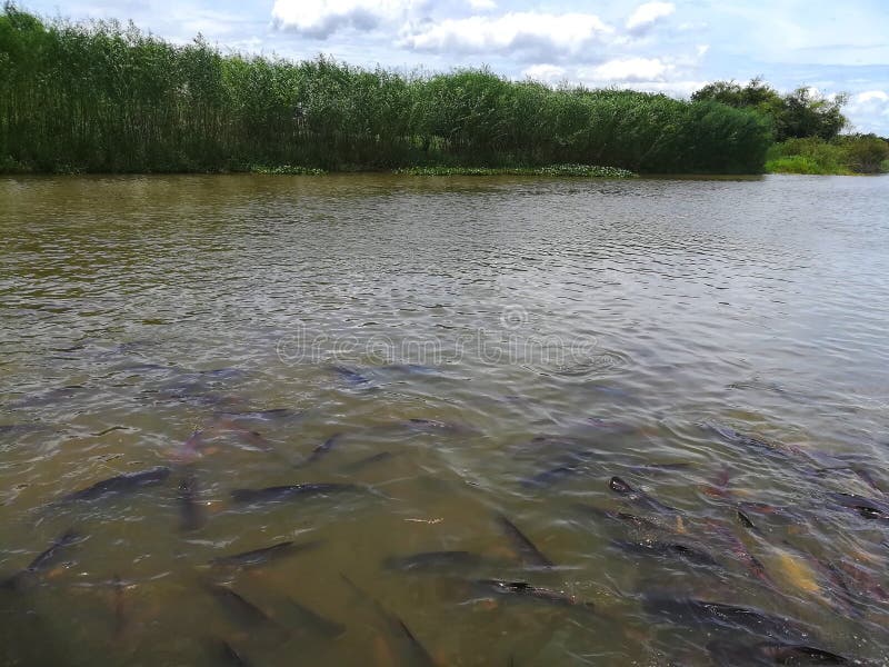 Fish stock image. Image of nature, fish, lake, river - 121408173