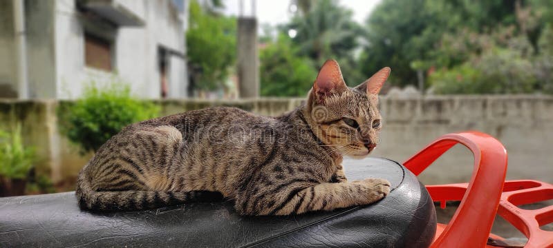 Animal a Nice Cat Beautiful Sitting Image Stock Photo - Image of ...