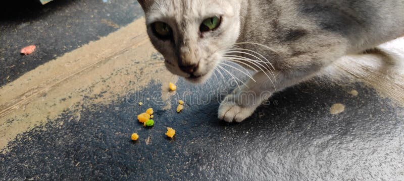 Animal a Nice Cat Beutiful Still Image Stock Photo - Image of beutiful ...