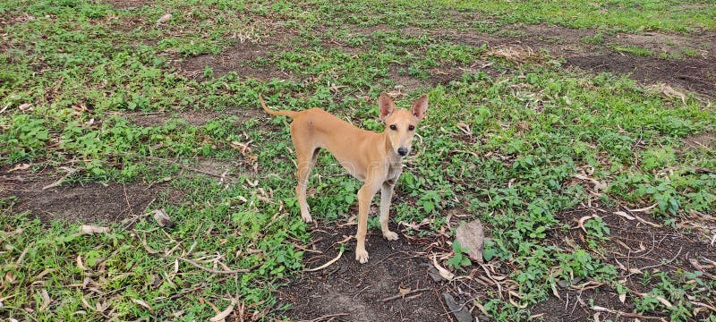 Animal a Nice Dog Beautiful Stand Observed Camara Stock Photo - Image ...