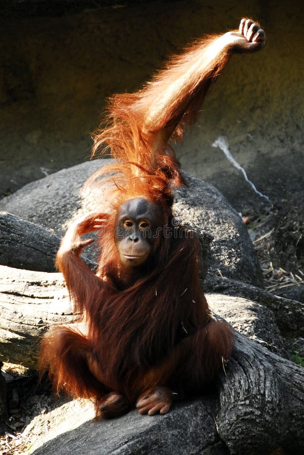 Animal - Orangutan (Pongo Pygmaeus) Stock Photo - Image of arboreal ...