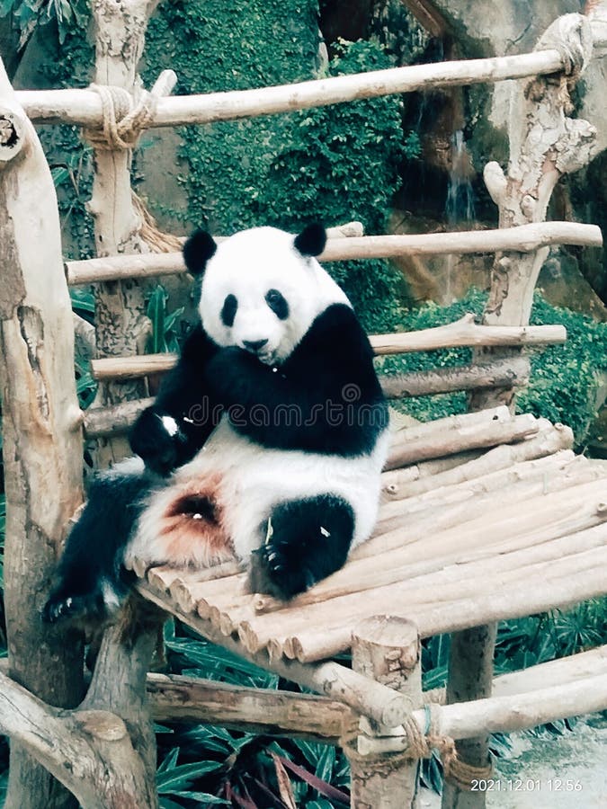 Animal Panda Relax Nothing To Do Stock Photo - Image of panda, animal ...