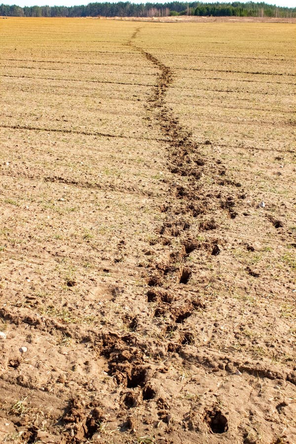 Animal Path in the Arable Land, Spring Stock Image - Image of ...