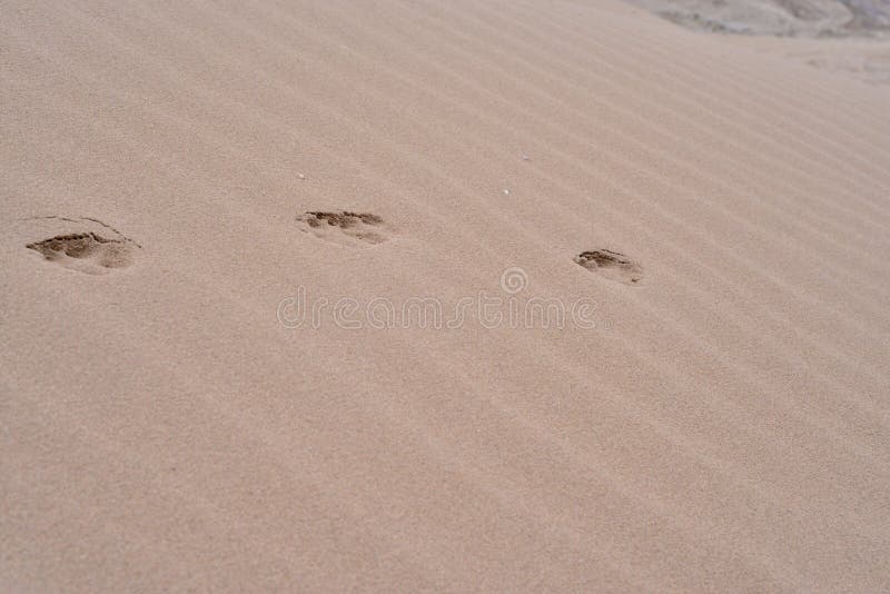 Animal path of footprints stock photo. Image of outdoors - 37102786