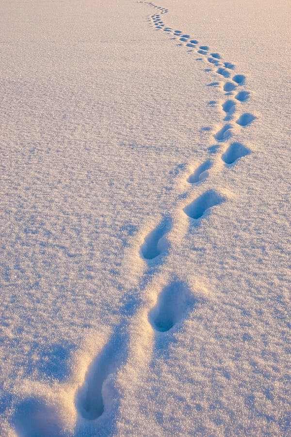 Animal path stock photo. Image of walk, orange, season - 47209106
