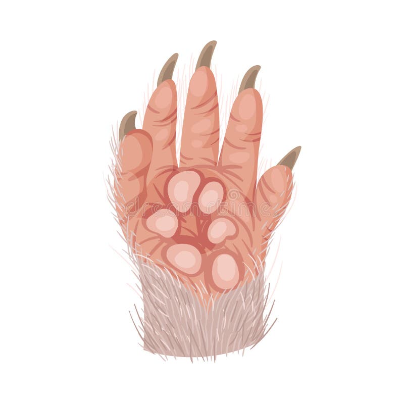 Animal Paw Isolated on White Background Vector Element. Pad with Sharp ...