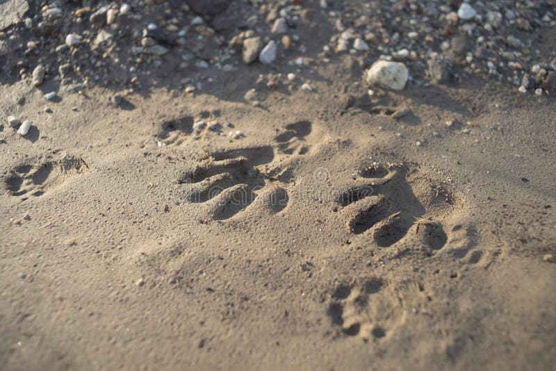 Rodent Animal Paw Prints stock photo. Image of outdoor - 59643120