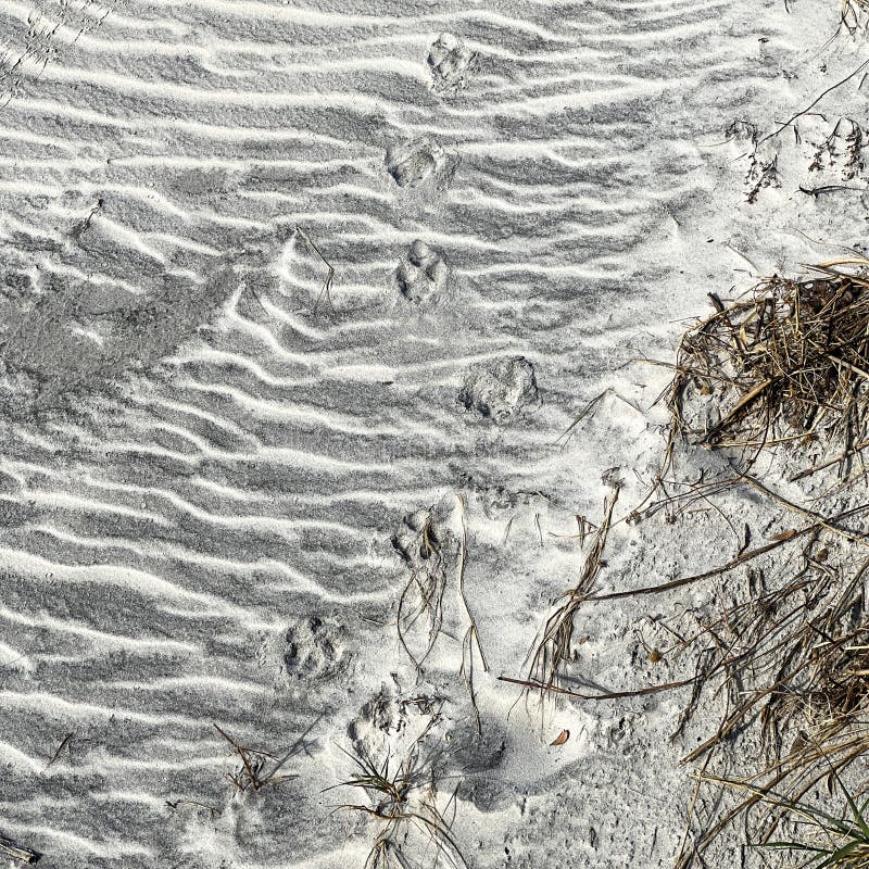 Animal Paw Prints Making a Pattern in the Sand at a Beach Stock Image ...