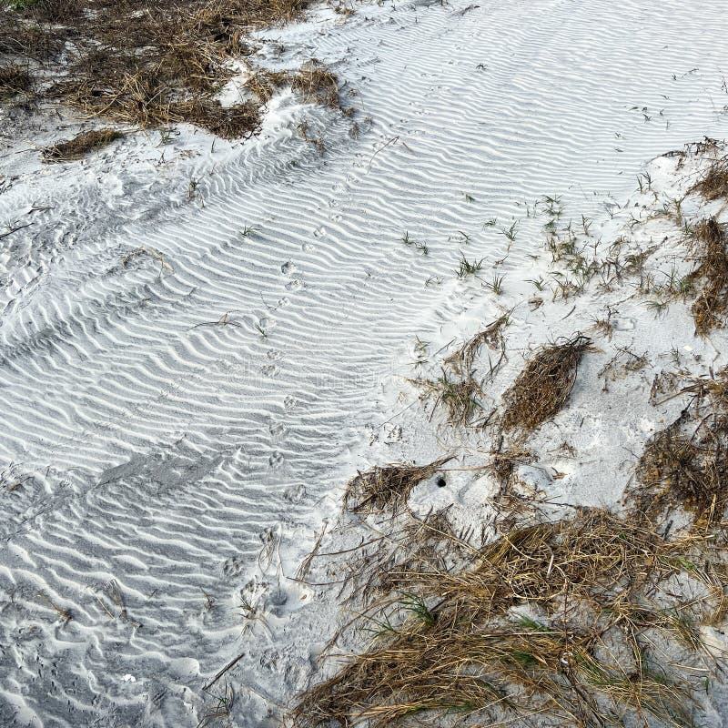 Animal Paw Prints Making a Pattern in the Sand at a Beach Stock Image ...