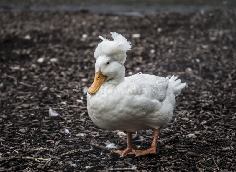 Animal of peace stock image. Image of animals, animal - 93924541