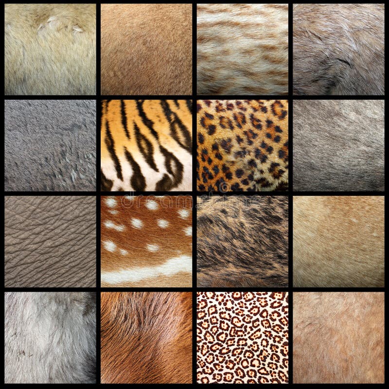 Animal pelts collection stock photo. Image of cervus - 80185916