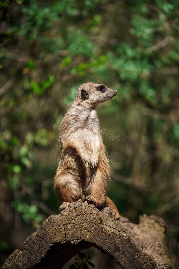 A Large Animal Sitting on Top of a Tree Stump in a Forest Stock Photo ...